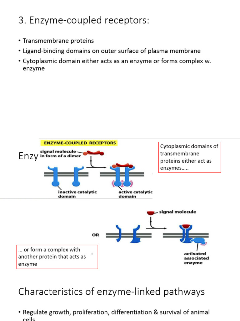 Enzyme-Coupled Receptors and RTK Pathways | PDF | Signal Transduction ...