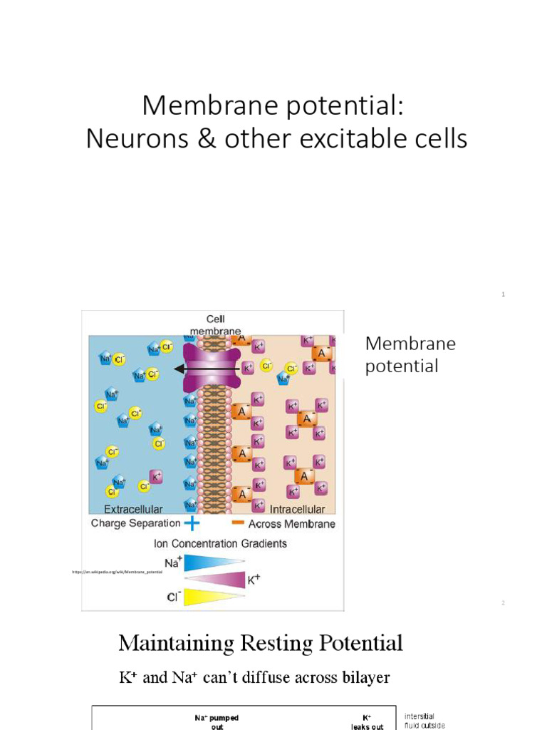 Topic 5A | PDF | Membrane Potential | Action Potential