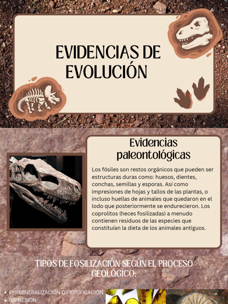 EVIDENCIAS de Evolución | PDF | Fósil | Evolución