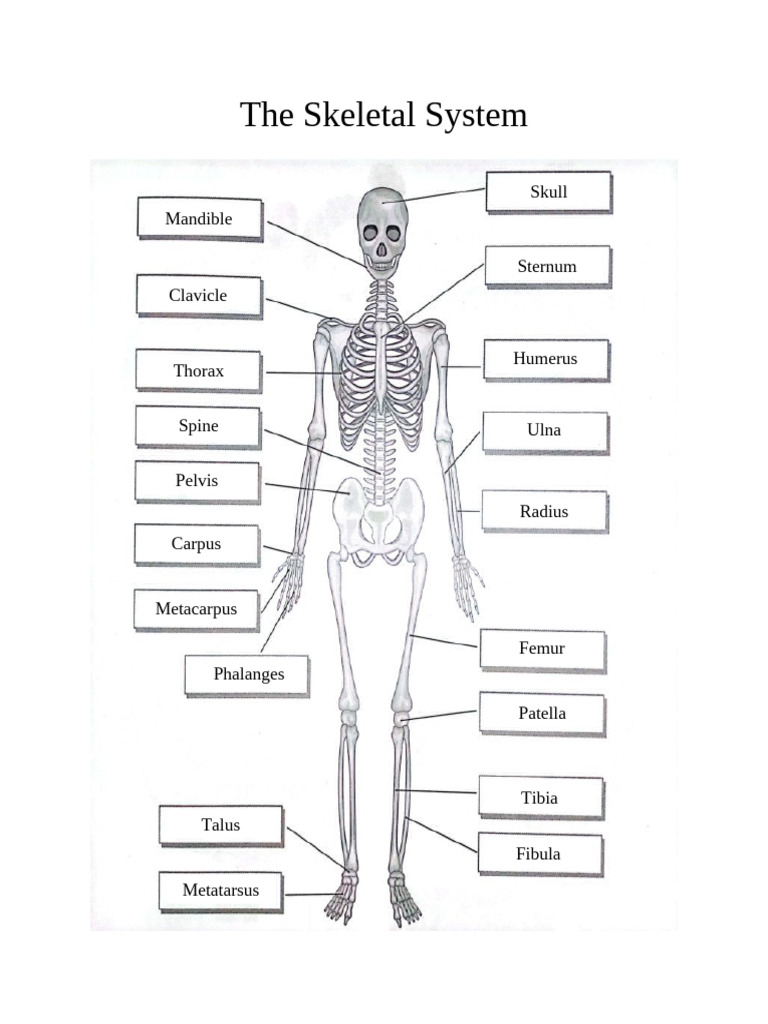 The Skeletal System 6th Grade | PDF