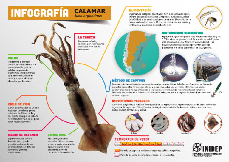 Inidep Infografia Calamar | PDF