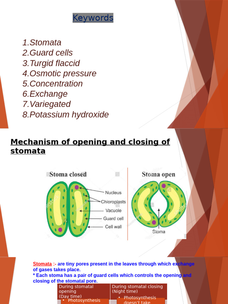 Stomata Function and Photosynthesis Activities | PDF | Stoma | Leaf