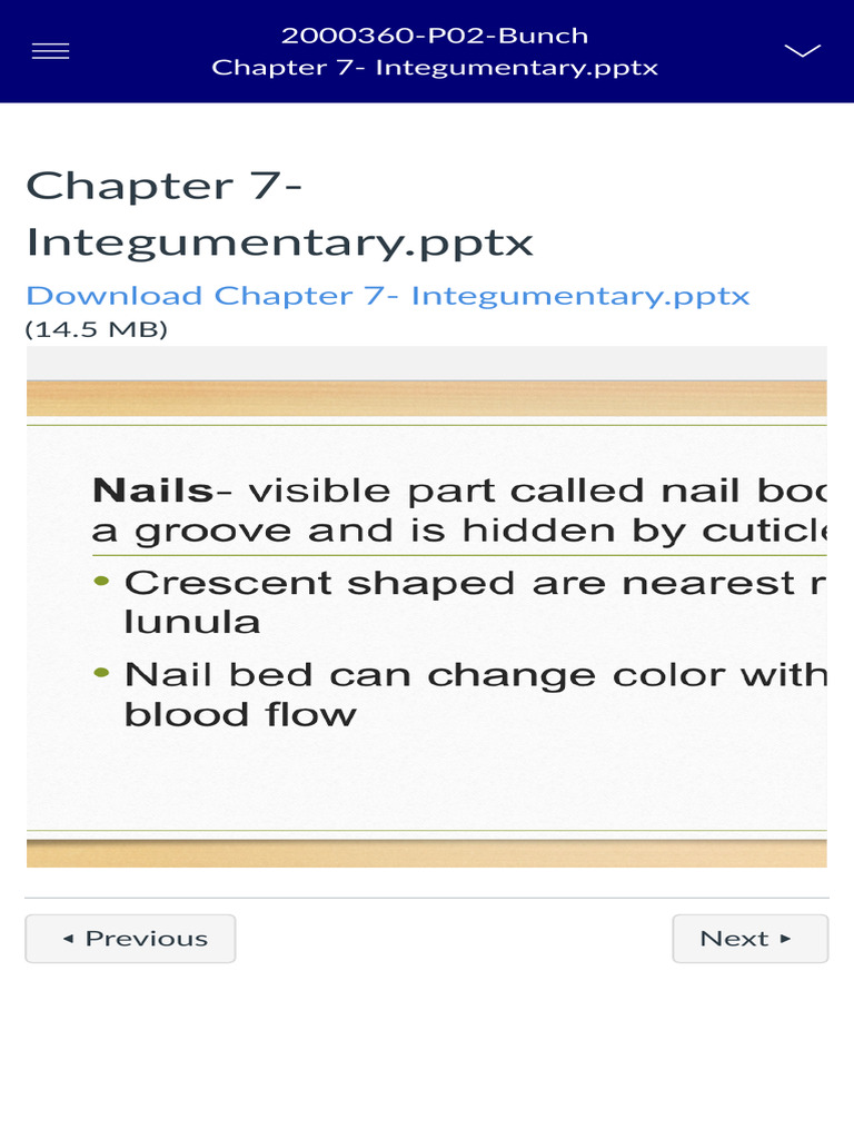Chapter 7- Integumentary.pptx ANAT PHYSIO HON-P02-Bunch | PDF