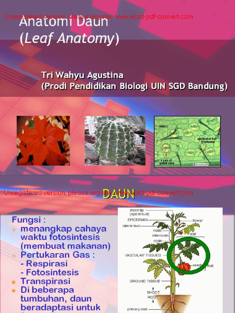 File1-Anatomi Daun 2 | PDF