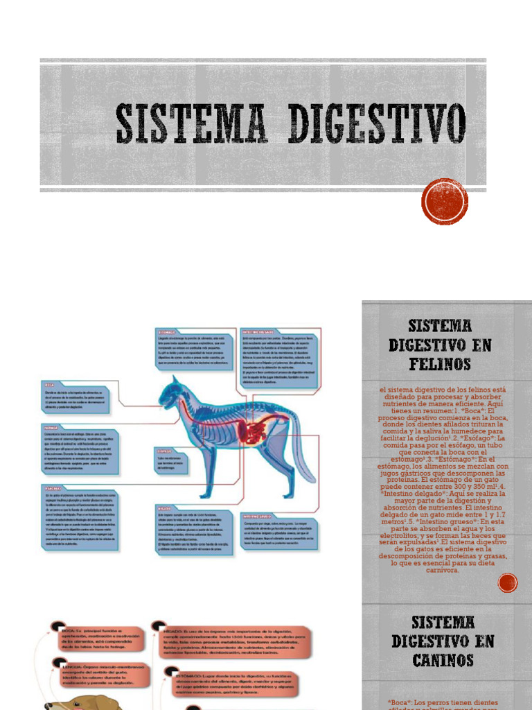 Sistema Digestivo Fernanda Jerez | PDF | Digestión | Sistema digestivo ...
