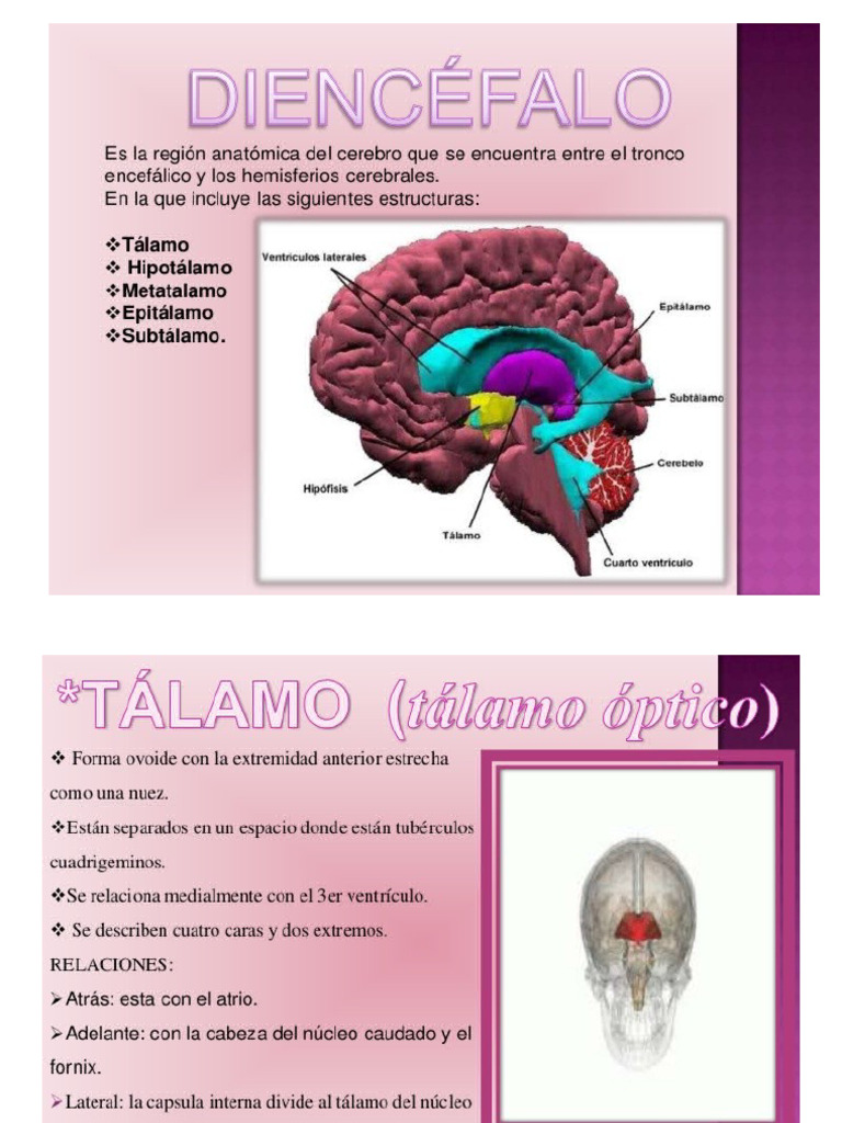 Diencefalo - Semana 4 | PDF