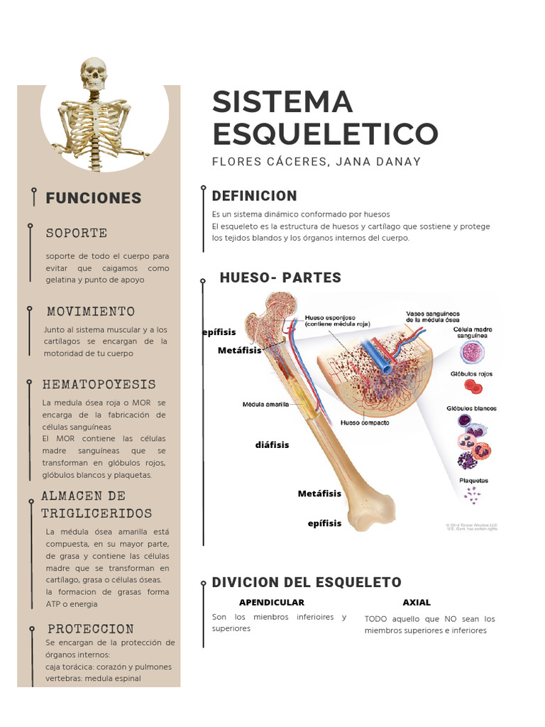 Funciones y Estructura del Esqueleto | PDF | Vértebra | Hueso