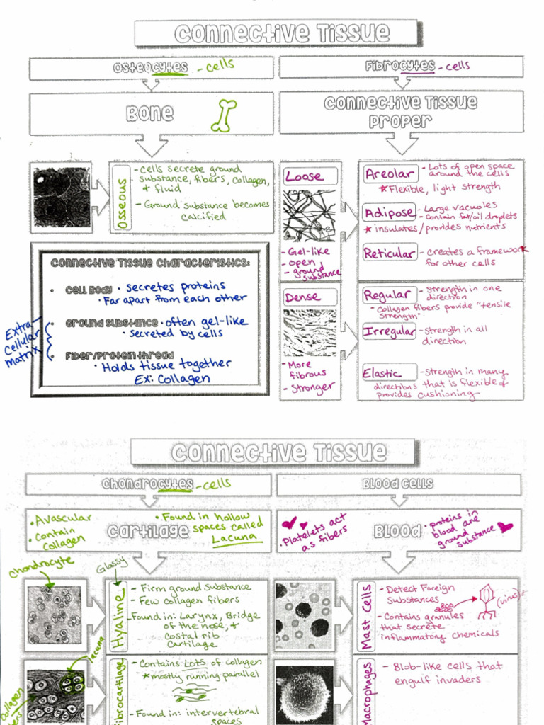 Connective Tissue Notes Key | PDF