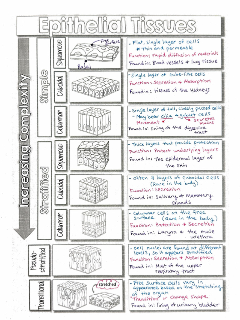 Epithelial Tissue Notes Key | PDF