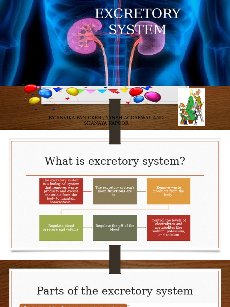 Understanding the Excretory System | PDF | Urinary System | Kidney