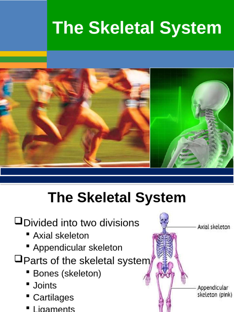1. Anatomy of MSS | PDF | Bone | Skeleton