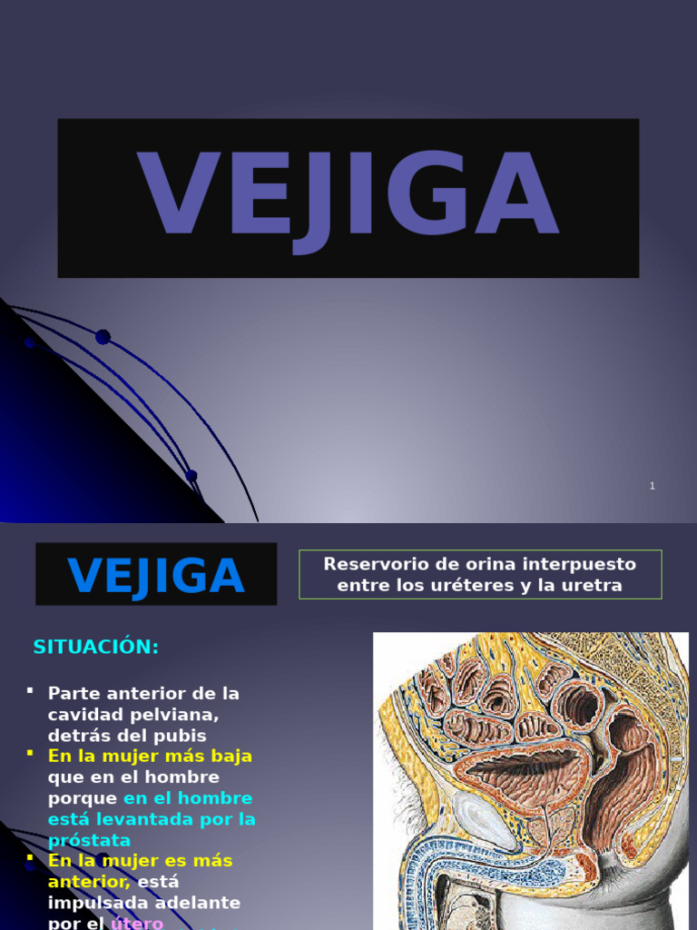 Anatomía y Función de la Vejiga | PDF | Pelvis | Anatomía humana