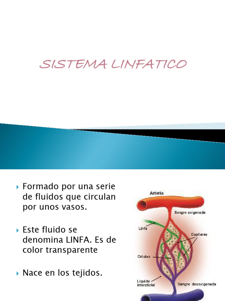 Sistema Linfatico | PDF | Sistema linfático | Sistema circulatorio