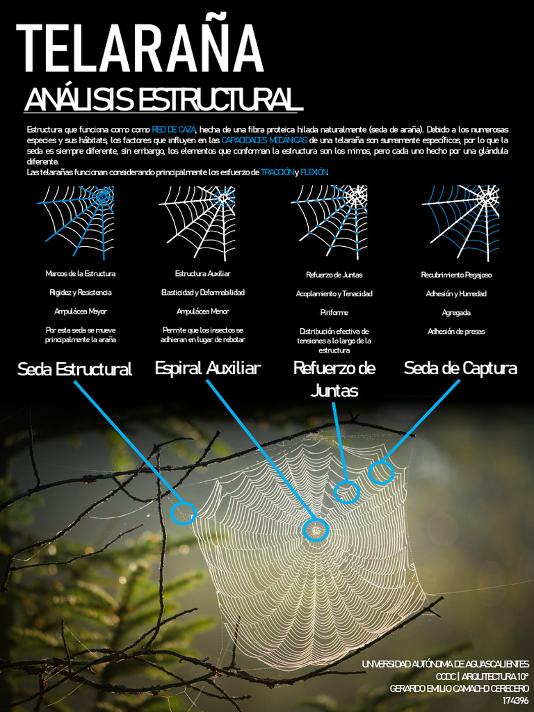 Análisis Estructural de La Telaraña | PDF