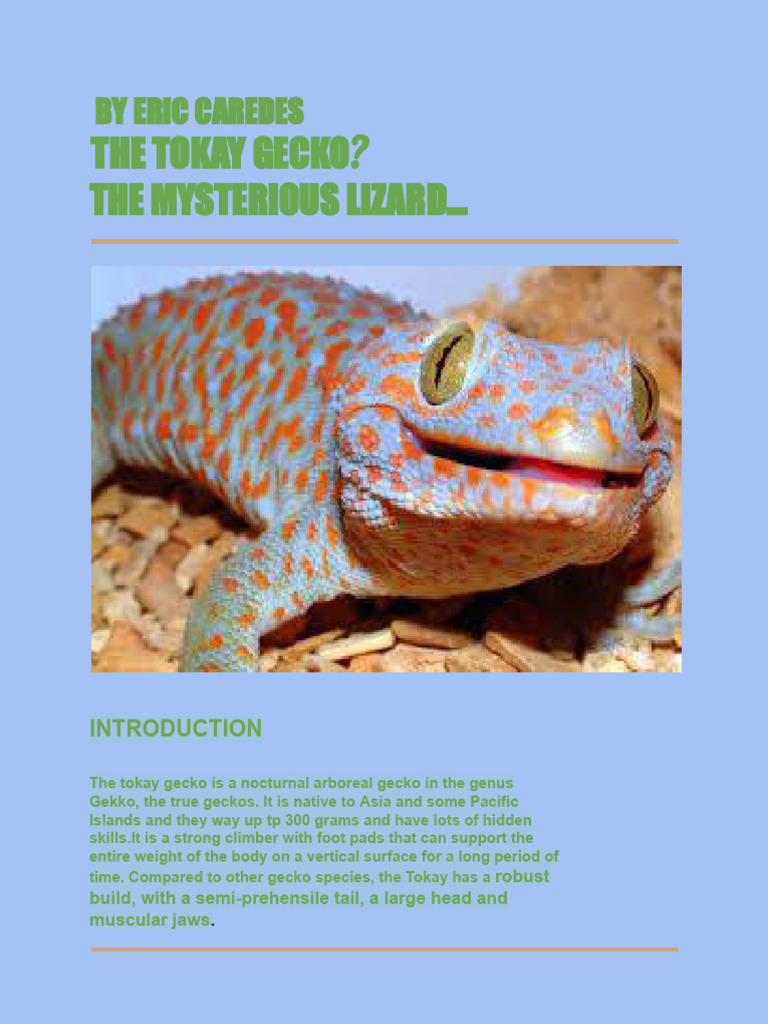 Tokay gecko 5.3 | PDF | Lizard