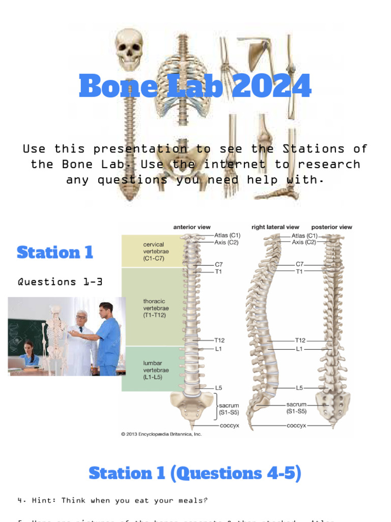 Bone Lab Stations | PDF