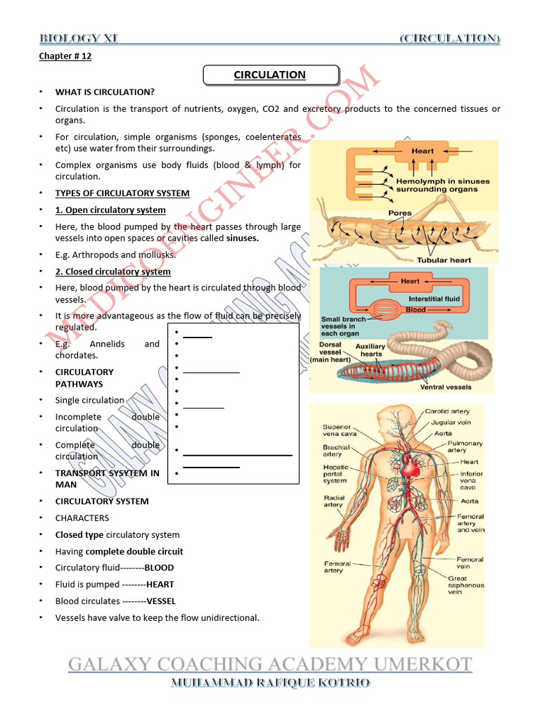 (Medicoengineer - Com) Circulation Keypoints New STB | PDF | Heart | Ventricle (Heart)