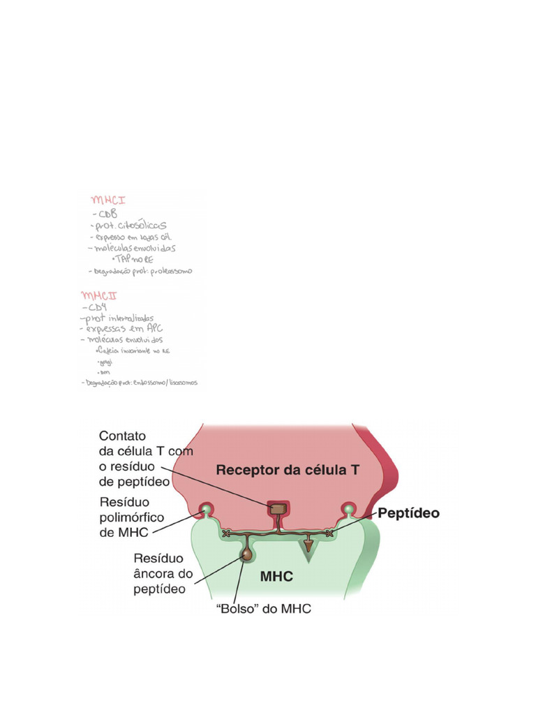Revisão MHC | PDF | Célula T | Complexo principal de histocompatibilidade