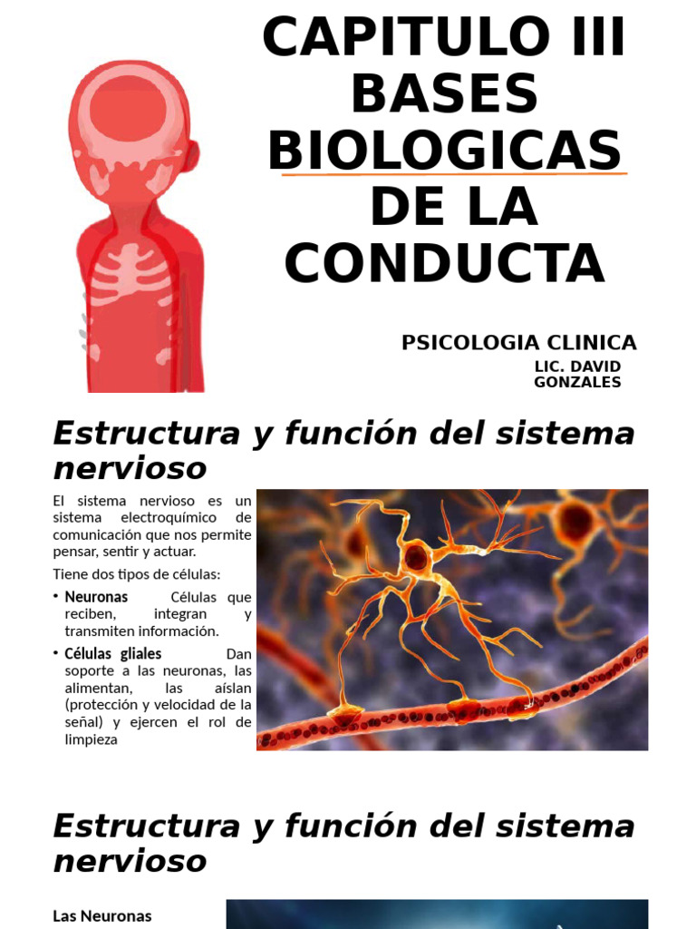 Bases Biologicas de La Conducta | PDF | Sistema nervioso | Cerebro