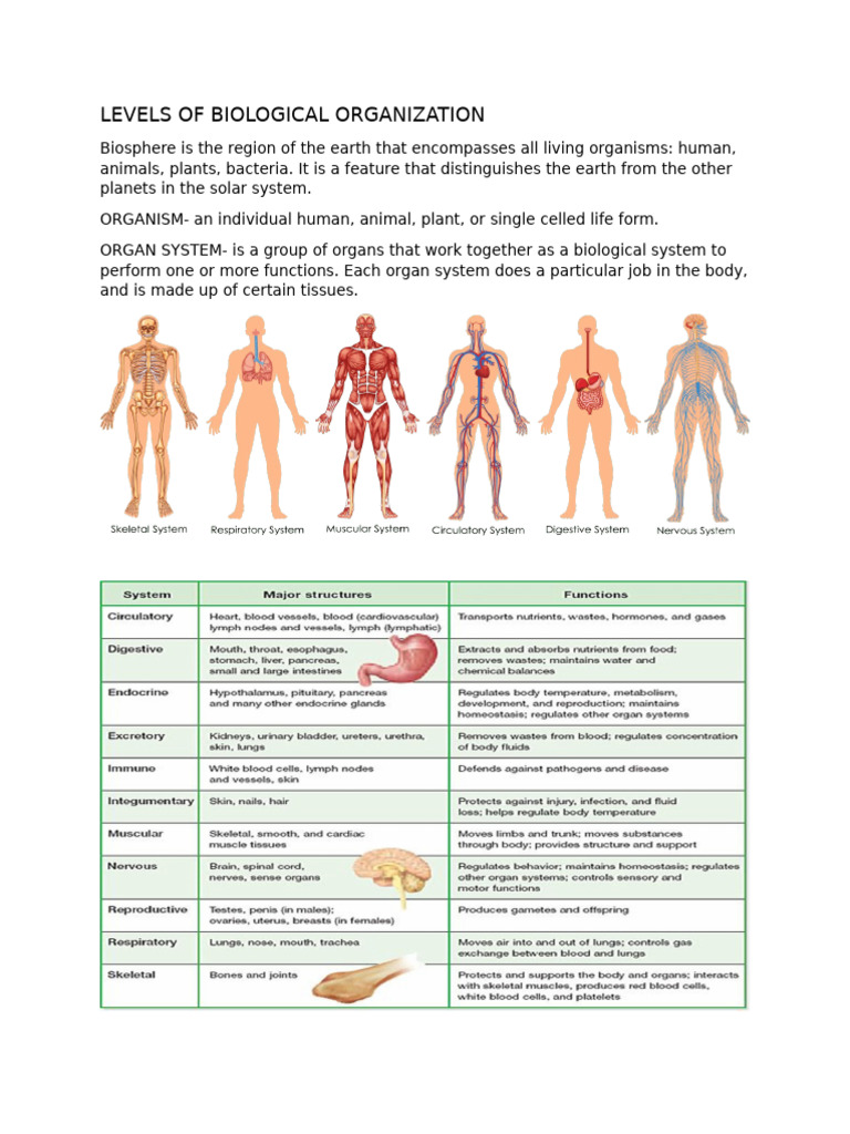 Levels of Biological Organization | PDF | Tissue (Biology) | Anatomy
