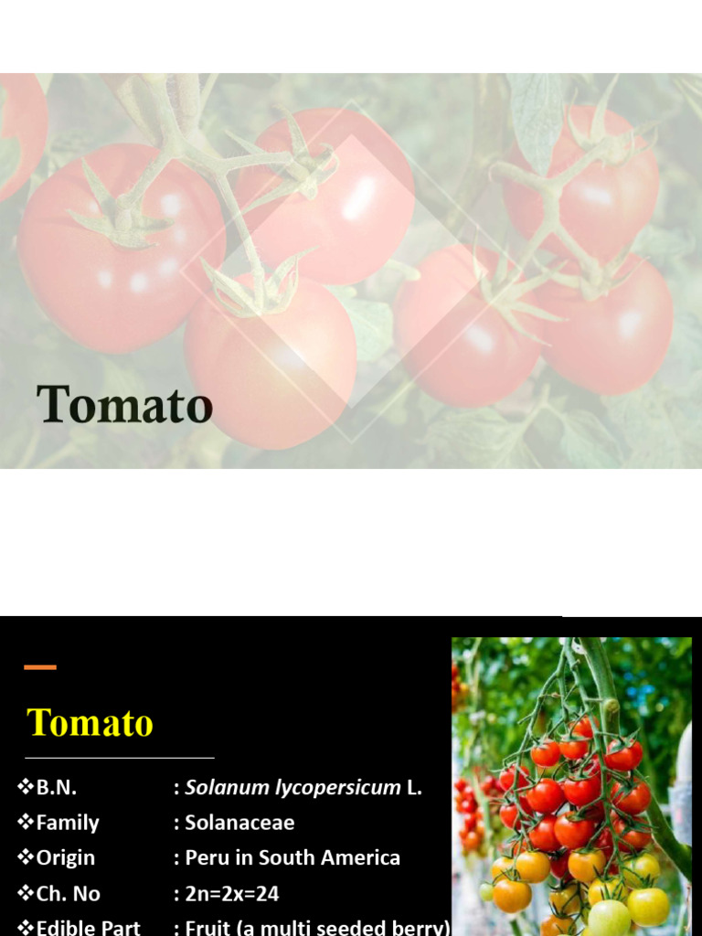 51519_3000230_lc-Copy | PDF | Tomato | Plants