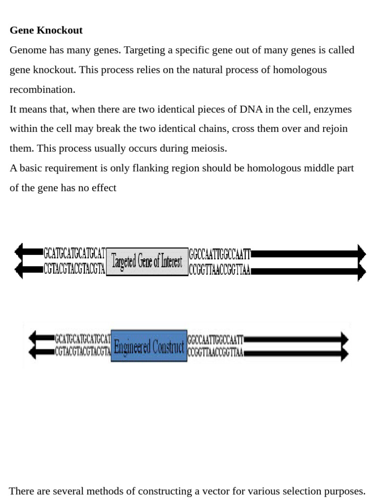 Gene Knockout | PDF