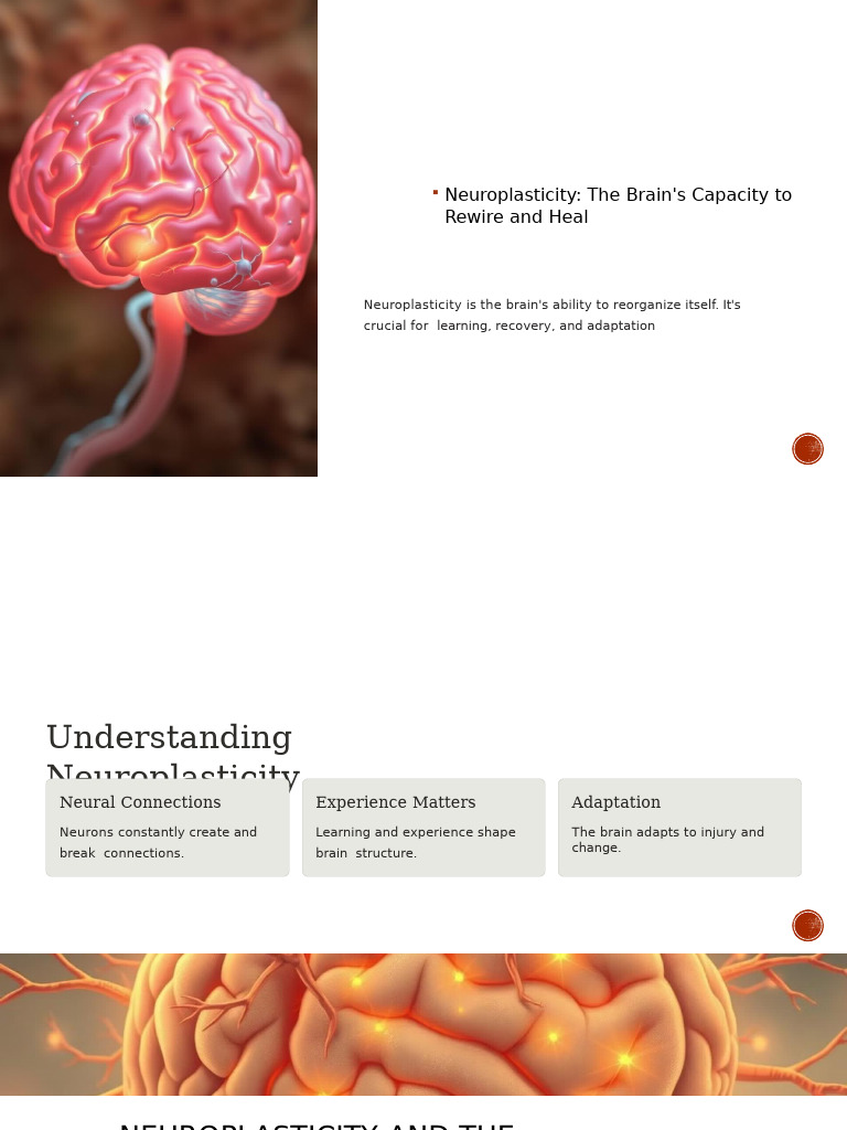 Neuroplasticity-The-Brains-Capacity-to-Rewire-and-Heal | PDF