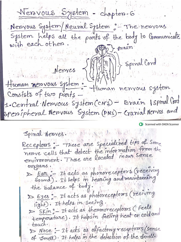 295 Nervous System Eng Handwritten Notes English Biology | PDF