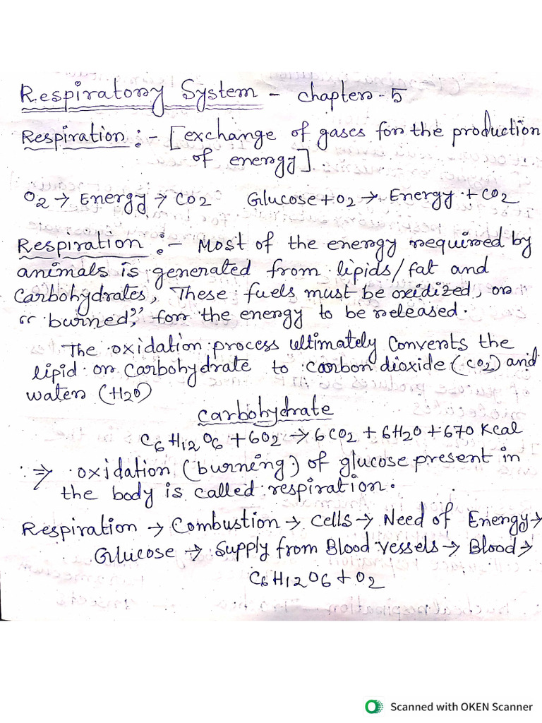 294 Respiratory System Eng Handwritten Notes English Biology | PDF
