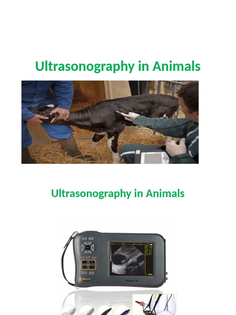 Ultrasonography in Animals-1 | PDF | Medical Ultrasound | Magnetic ...