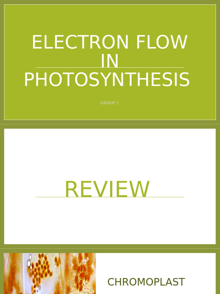 Electron Flow in Photosynthesis | PDF | Photosynthesis | Chloroplast