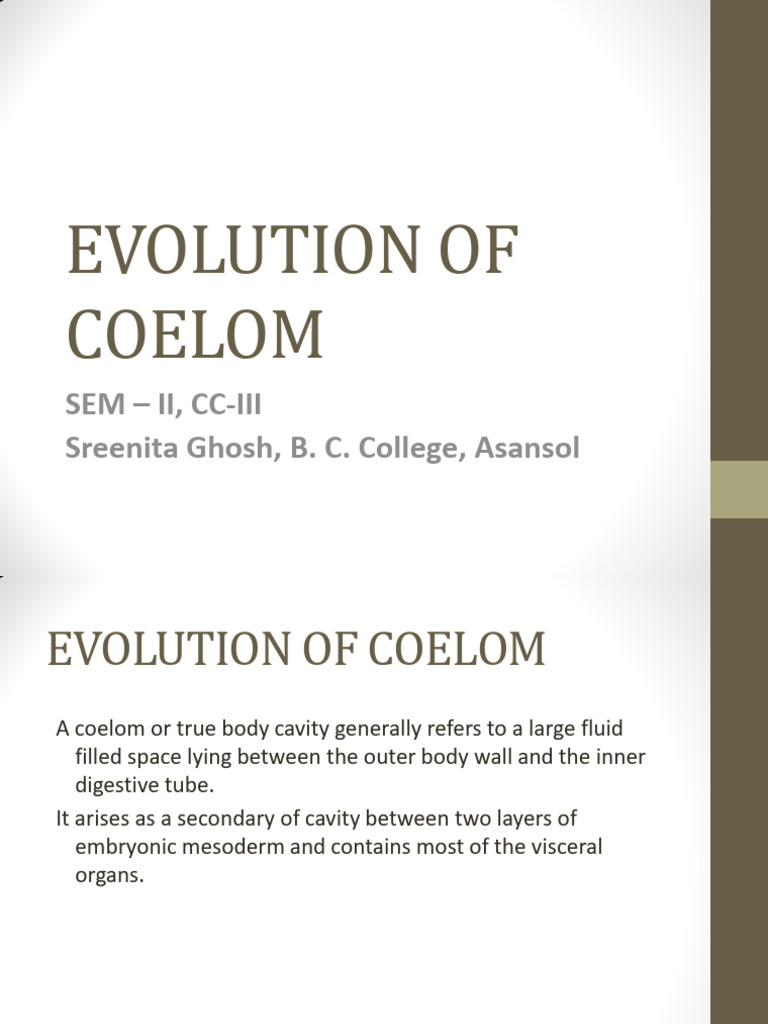 2004130718evolution of Coelom | PDF | Anatomy