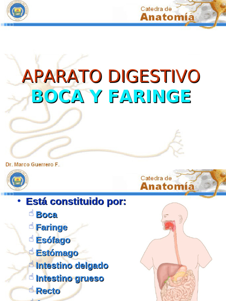 1 Aparato Digestivo Boca Faringe | PDF | Lengua | Cabeza y cuello humanos