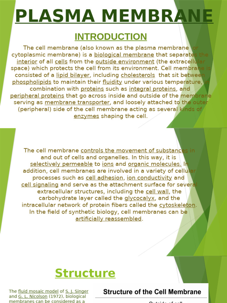 Plasma Membrane | PDF | Cell Membrane | Cell (Biology)