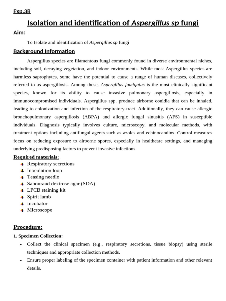 EXP.3B-Isolation and identification of Aspergillus sp fungi | PDF | Aspergillus | Fungus
