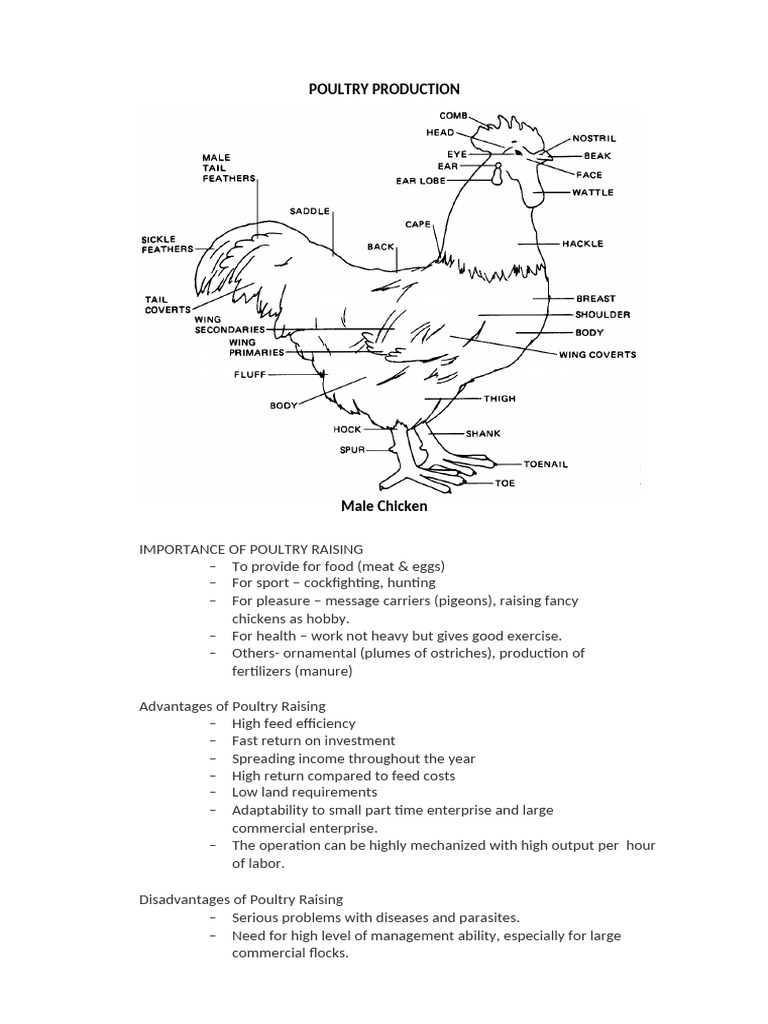 Banc 121 Poultry Chicken | PDF | Poultry Farming | Chicken