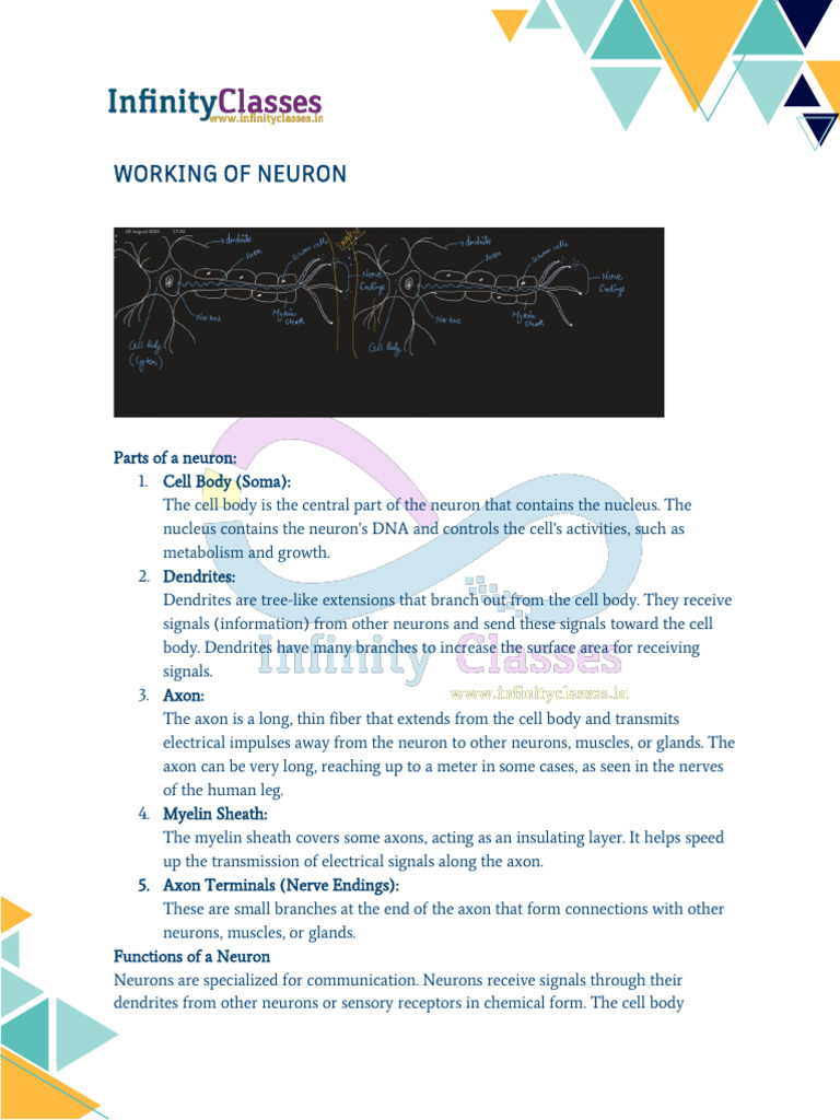 Chapter Notes Control and Coordination - Neurons | PDF