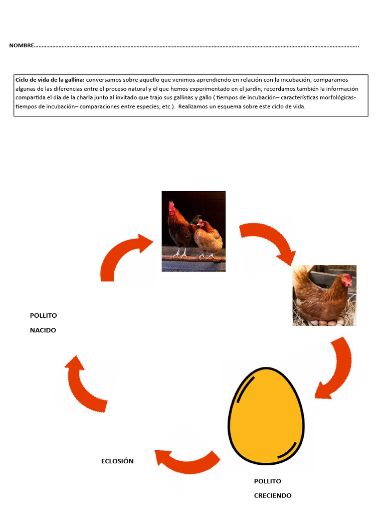 Ciclo de Vida Gallina | PDF