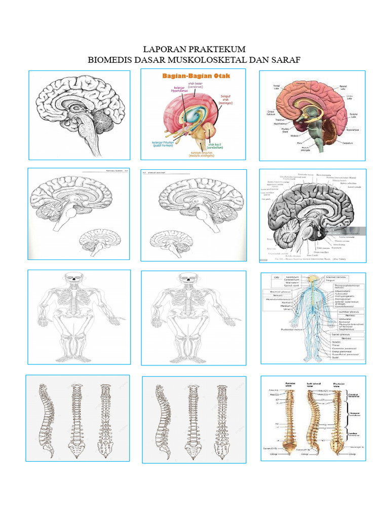 Bagian bagian system saraf manusia | PDF