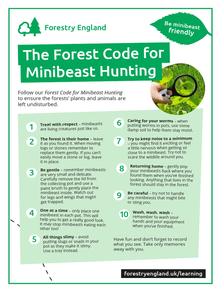 Forest Codefor Minibeast Hunting | PDF