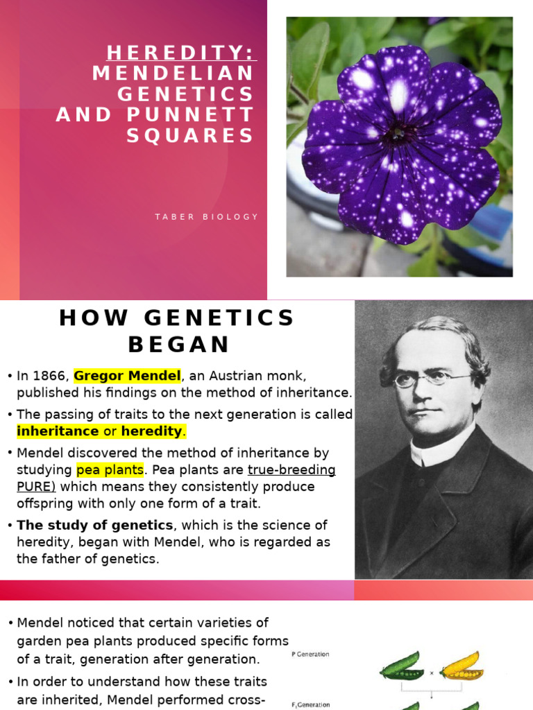 Mendelian Genetics and Punnett Squares | PDF | Genotype | Dominance ...