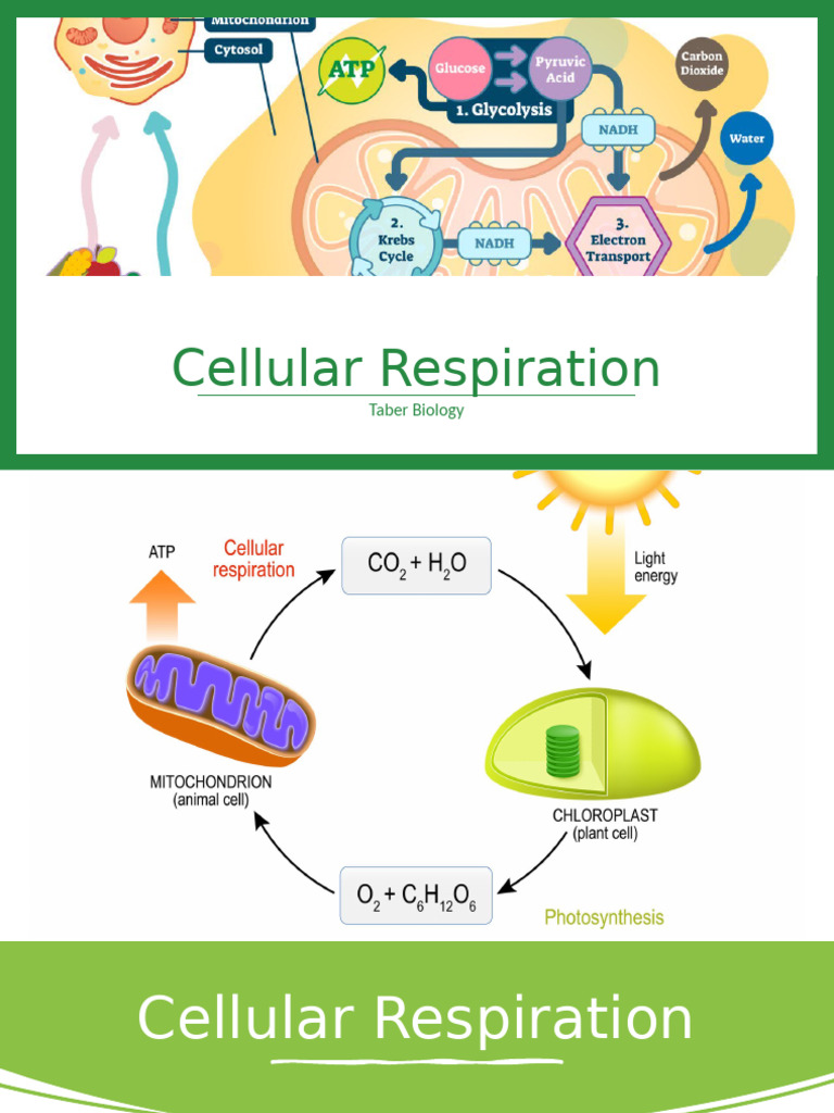 4.4+ +Cellular+Respiration +MKM24 | PDF | Cellular Respiration ...