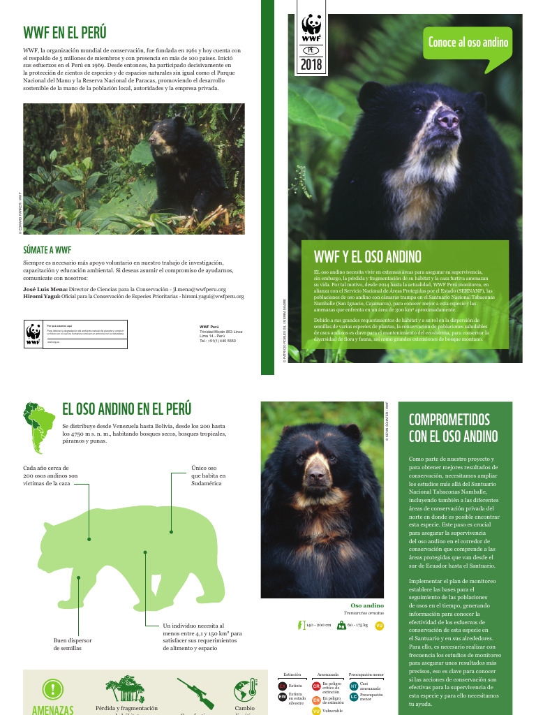 Conservación del Oso Andino en Perú | PDF | Especie en peligro | Extinción