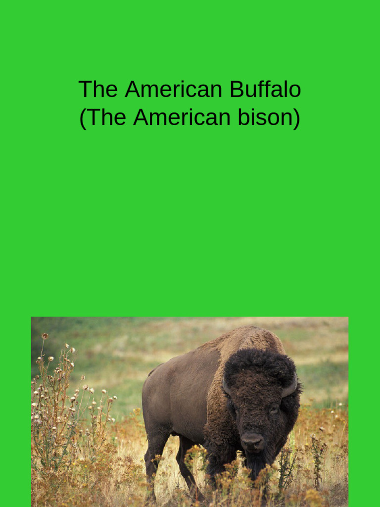 The American Buffalo | PDF