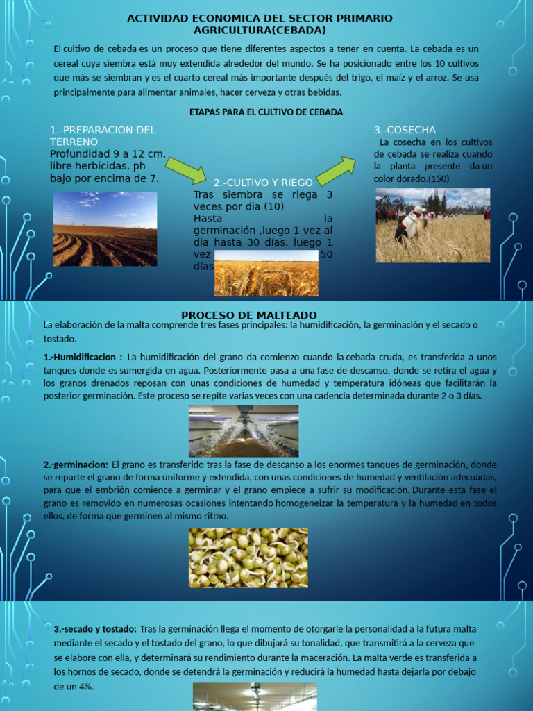 La Cebada | PDF | Cerveza | Fabricación de cerveza