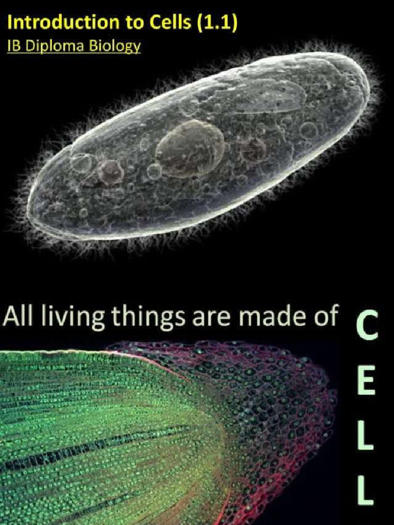 cells -IB-MYP2 | PDF