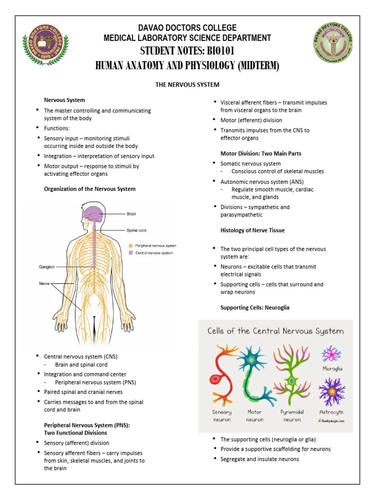Nervous System Overview and Functions | PDF | Chemical Synapse | Action ...