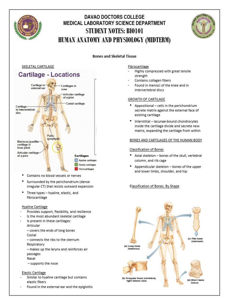 Human Anatomy: Bones & Cartilage Notes | PDF | Bone | Cartilage