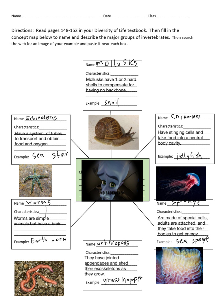 Invertebrate Groups Concept Map | PDF | Invertebrate