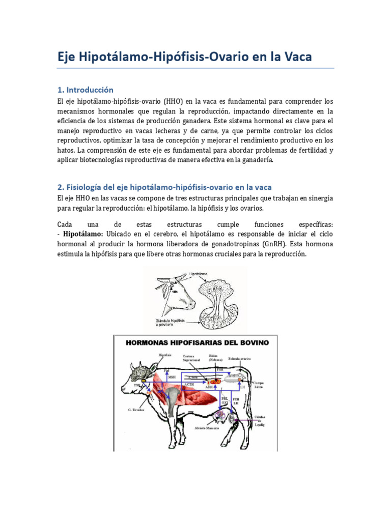 Eje - Hipotálamo - Hipófisis - Ovario - en - Vacas BIOLOGIA - GENETICA | PDF | Hormona ...